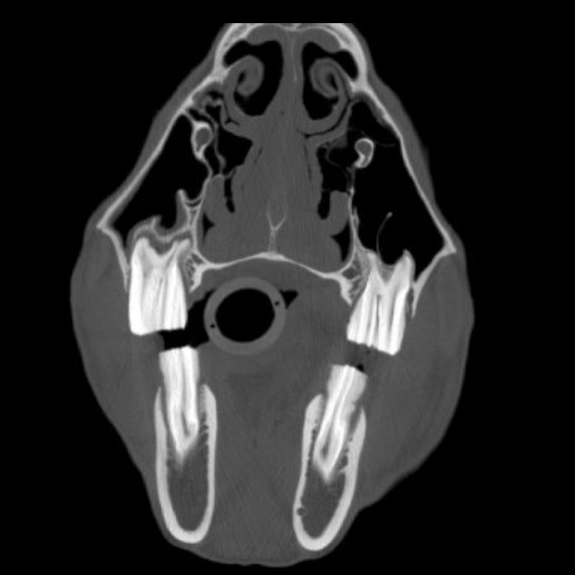 Imaging Vets | Your Clinic's Imaging Specialists