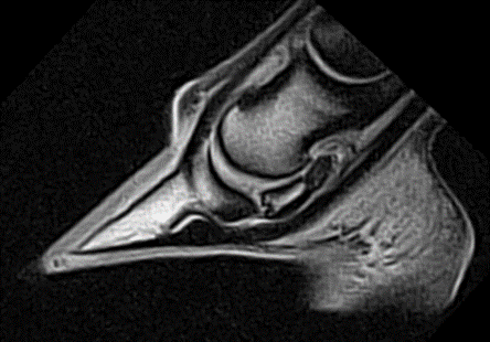 Imaging Vets | Your Clinic's Imaging Specialists