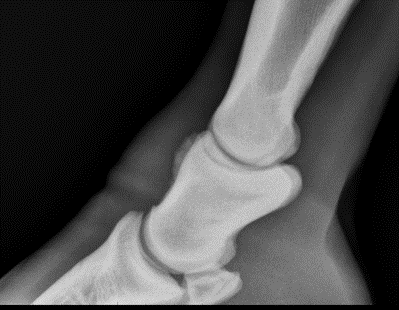 Imaging Vets | Your Clinic's Imaging Specialists